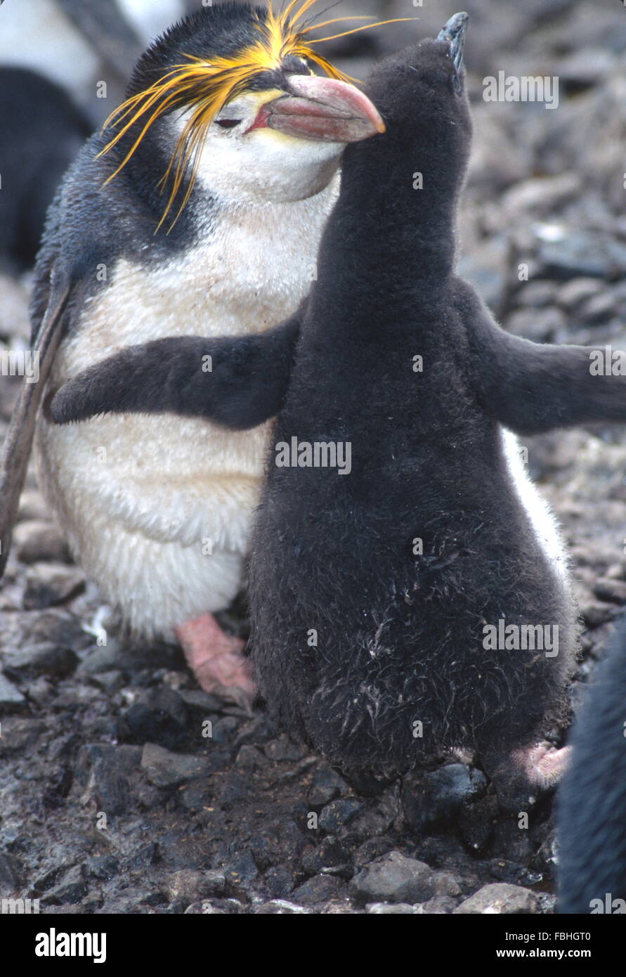 Hug from chick to adult Royal Penguin. Crested Penguin (Eudyptes ...