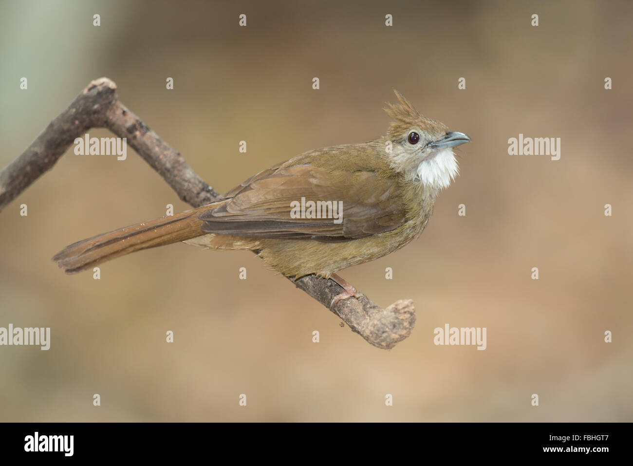 Ochraceous Bulbul (Alophoixus ochraceus) in Kaeng Krachan National Park ...