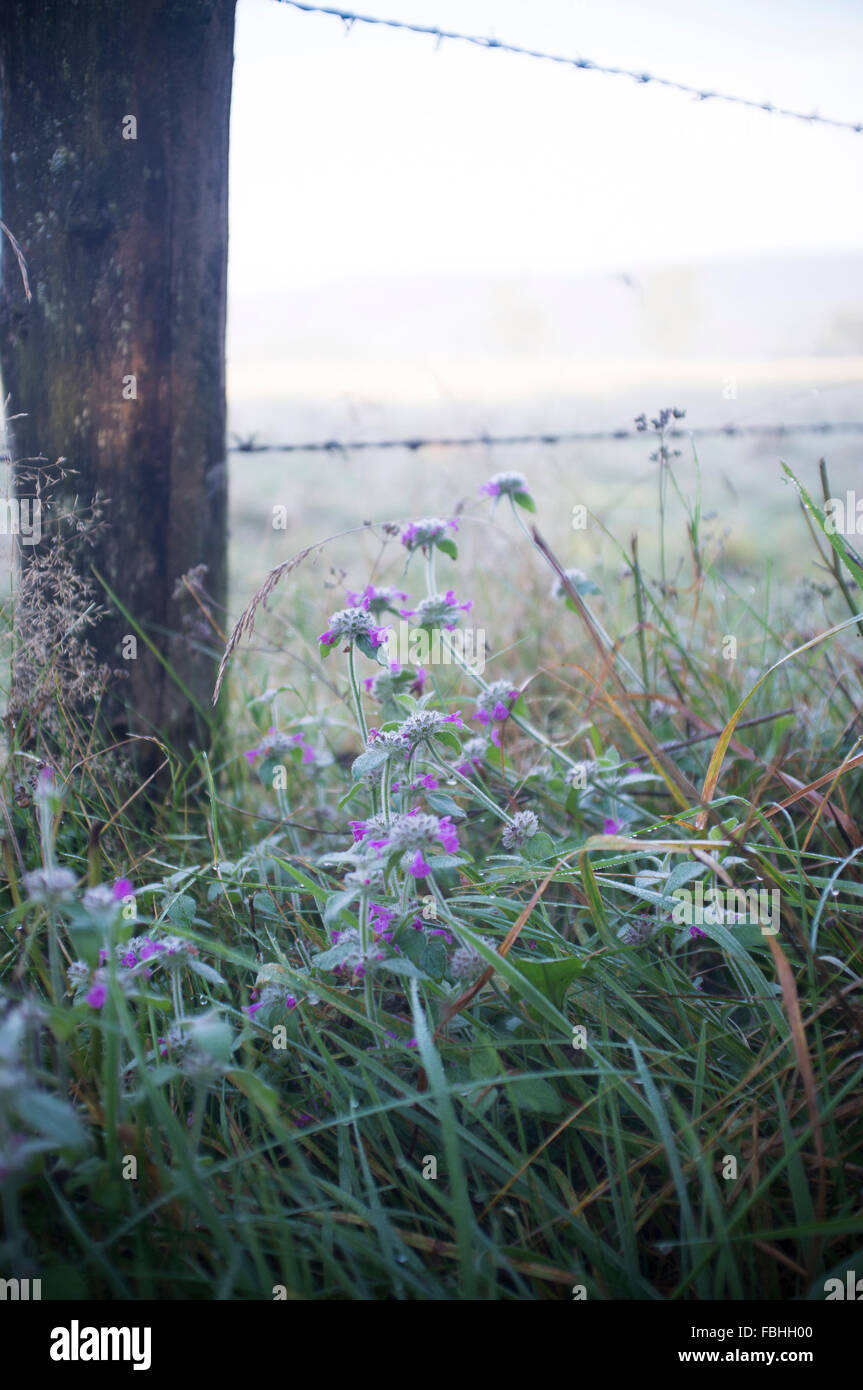 Purple flowers at the wayside of a pasture Stock Photo - Alamy