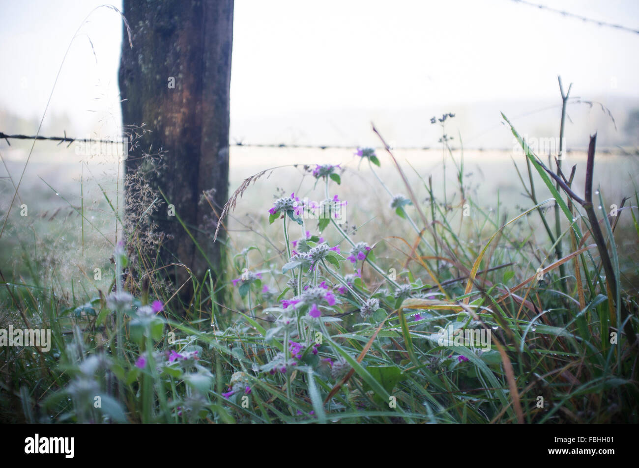 Purple flowers at the wayside of a pasture Stock Photo - Alamy
