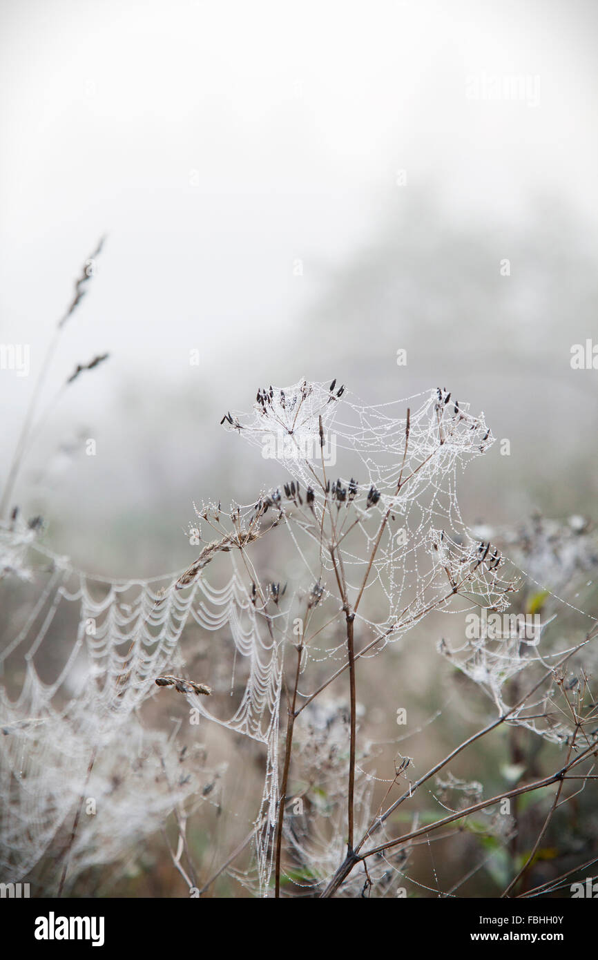 Cobwebs with dewdrops on plant Stock Photo - Alamy