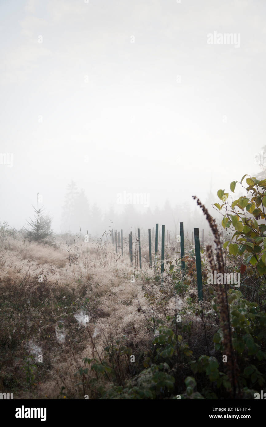 Forest, clearing, fog Stock Photo - Alamy