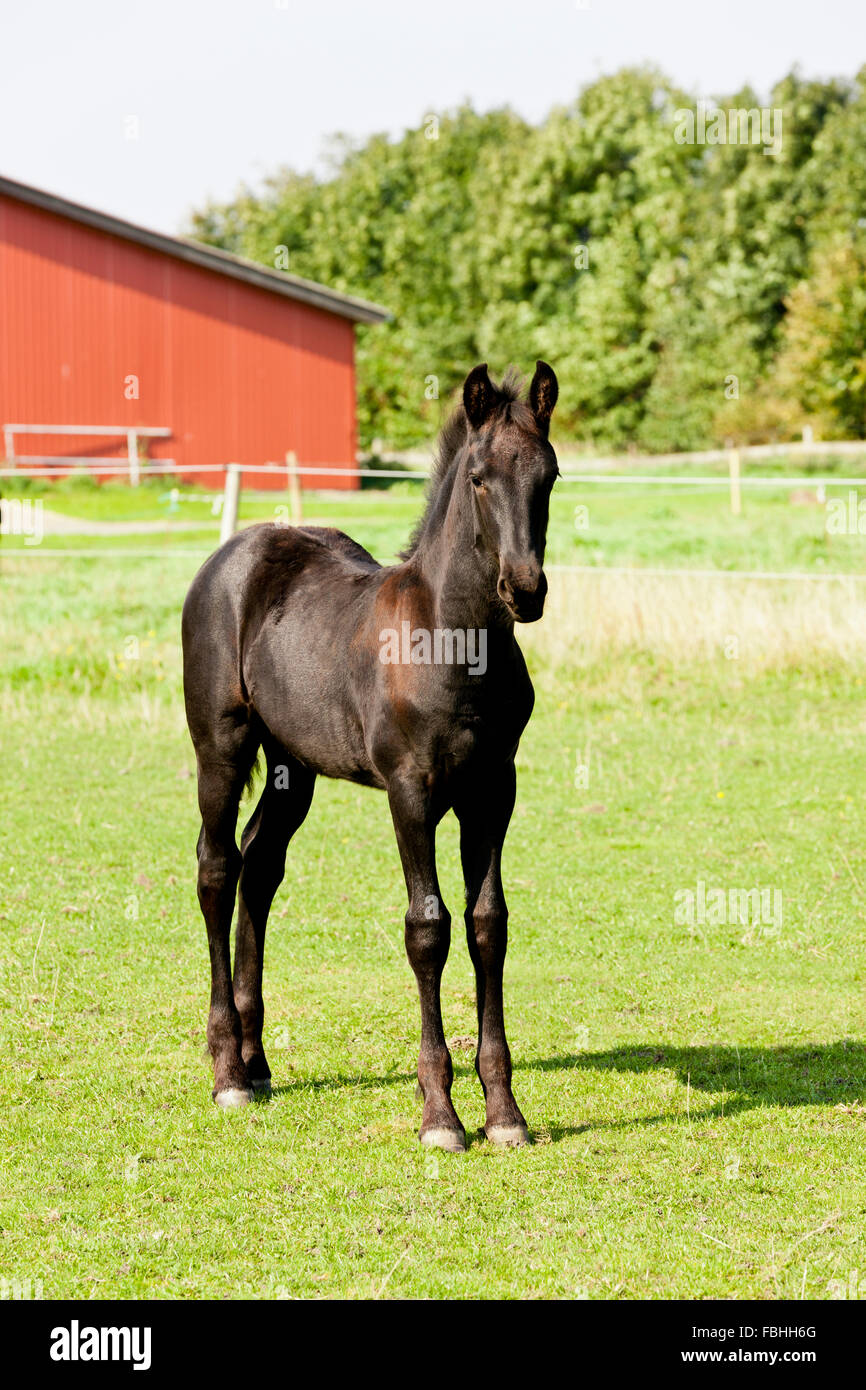 Foal gate hi-res stock photography and images - Alamy