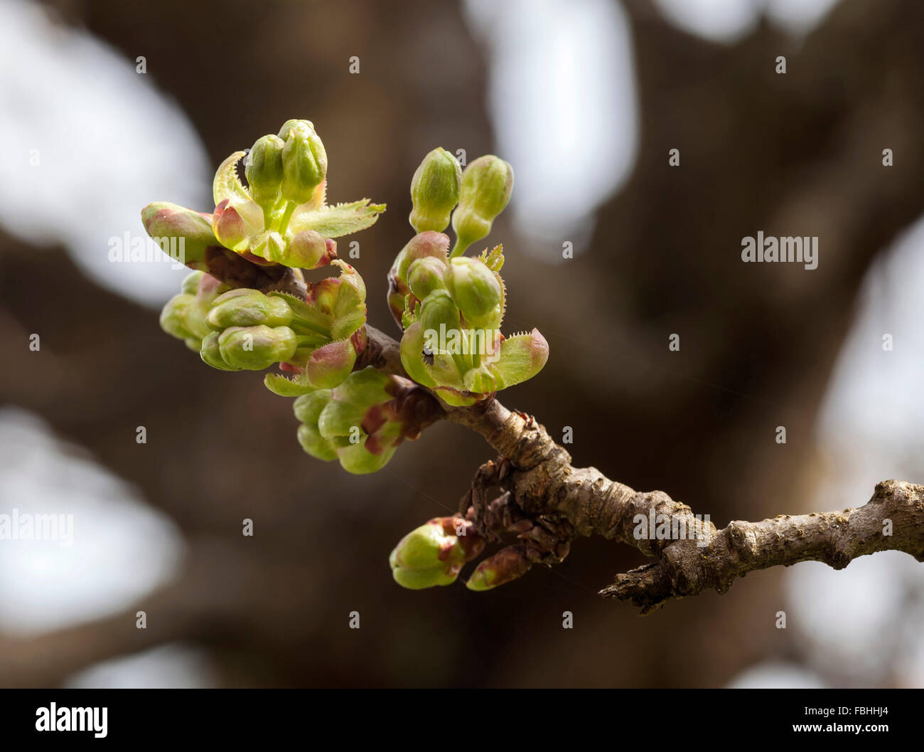 Buds on a cherry tree Stock Photo - Alamy