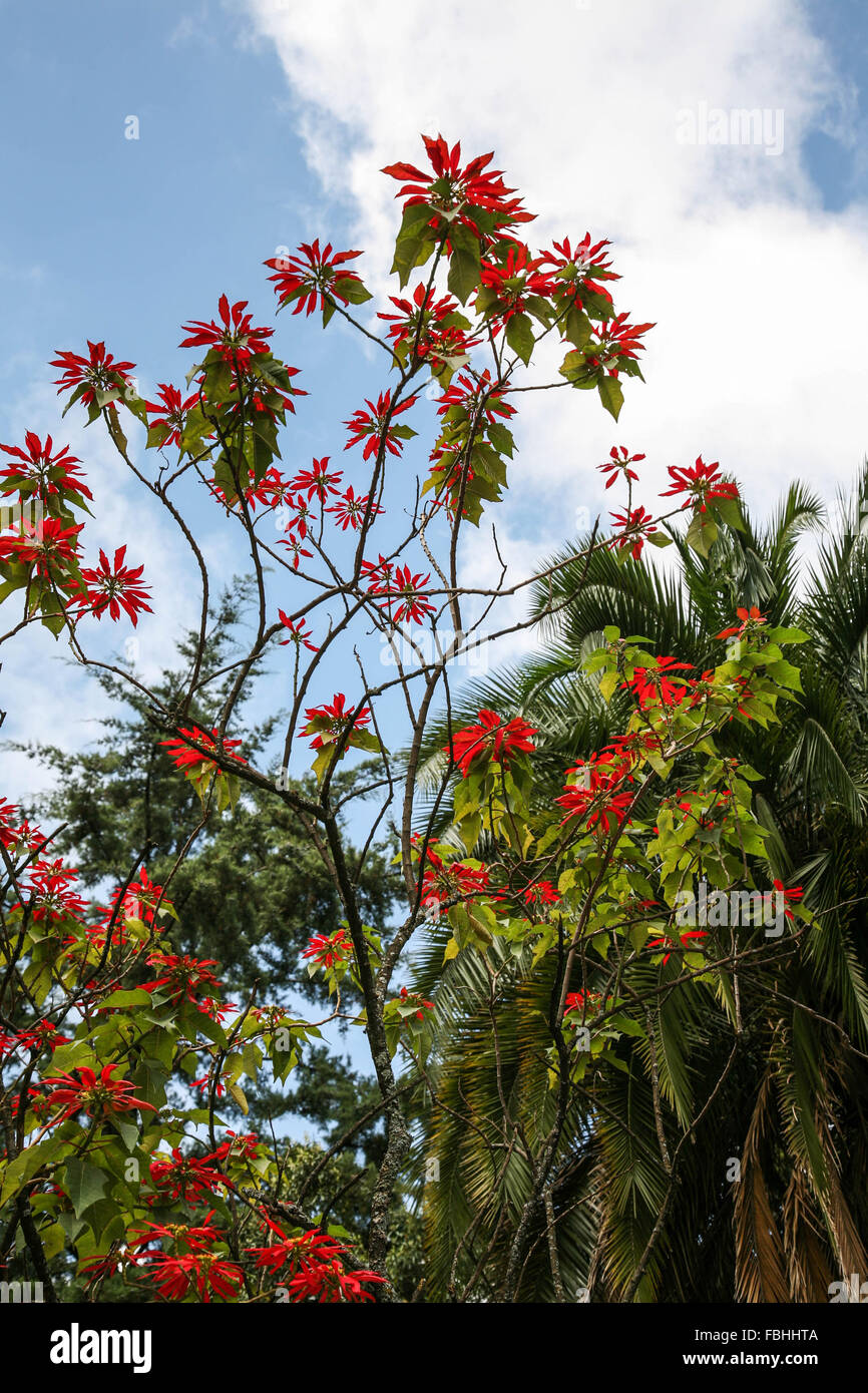 Christmas star tree Stock Photo - Alamy