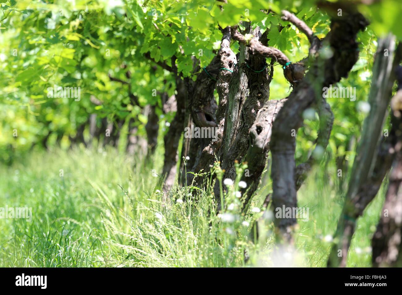 Vine stocks, blur Stock Photo - Alamy