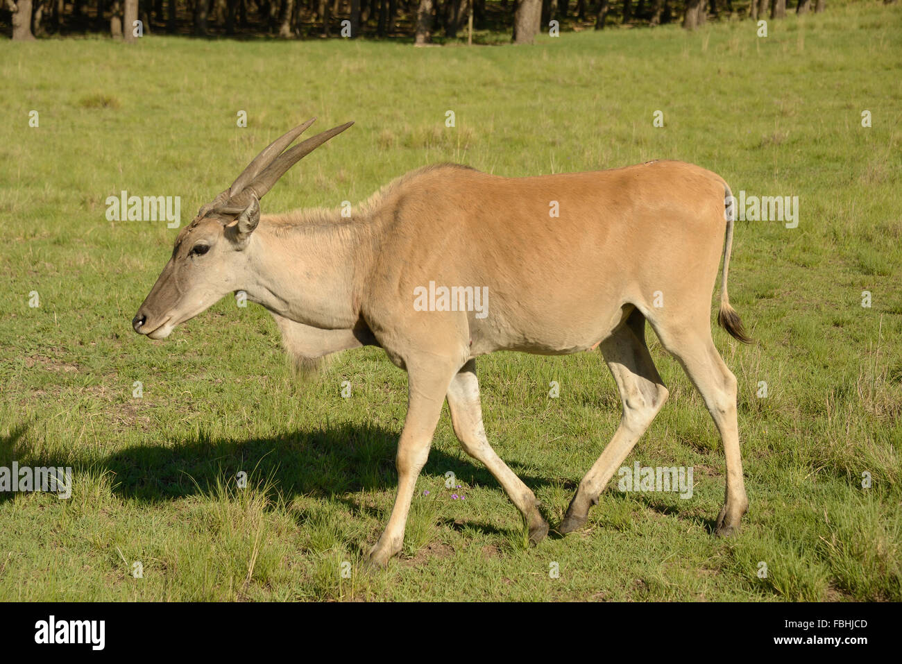Eland Animal