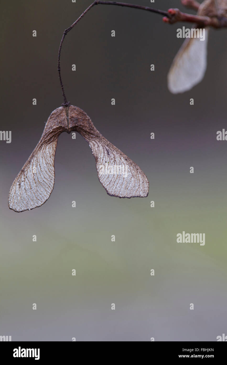 Twig with maple seed Stock Photo - Alamy