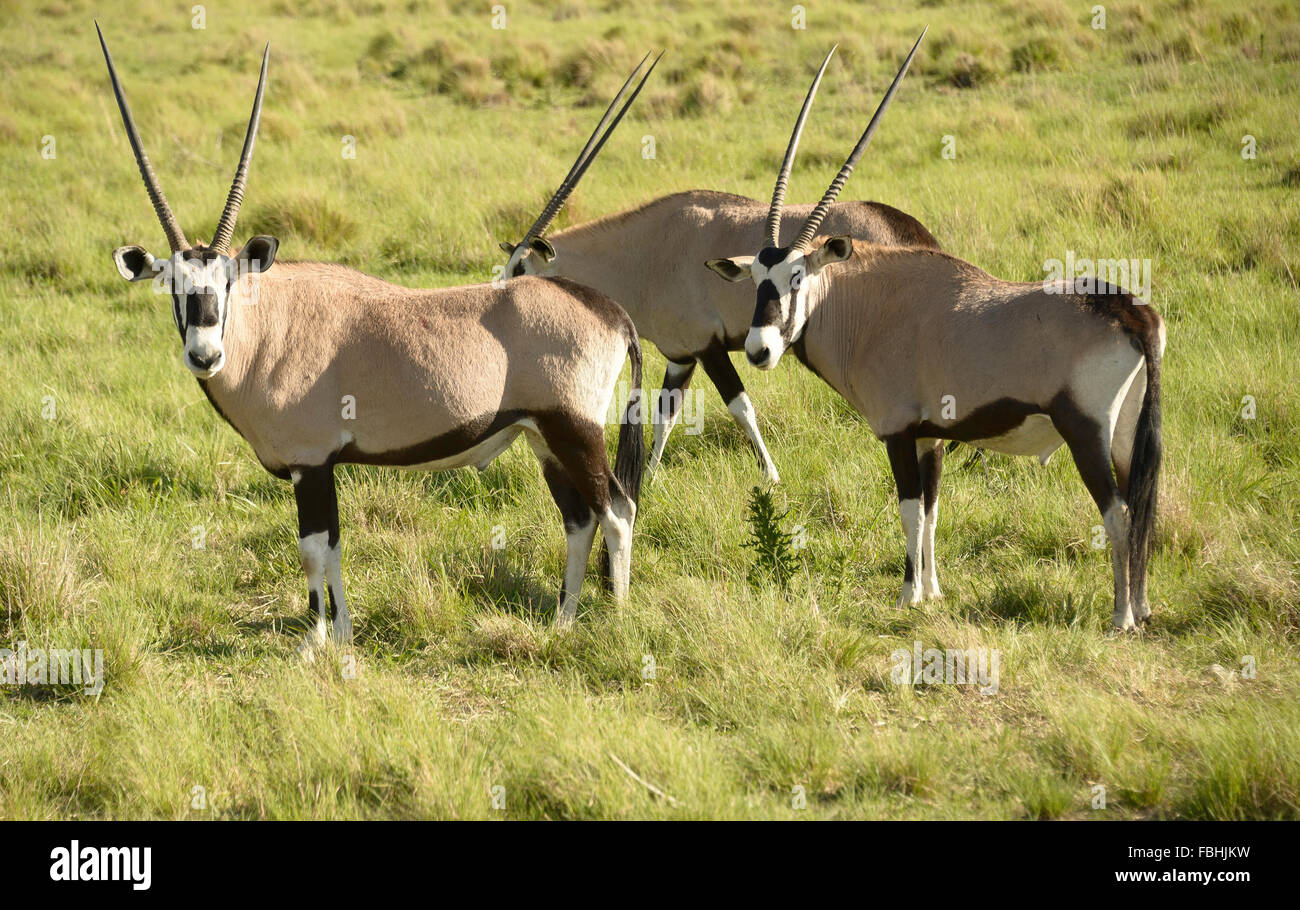 Gemsbok at Animal World Game Park, Emerald Resort & Casino ...