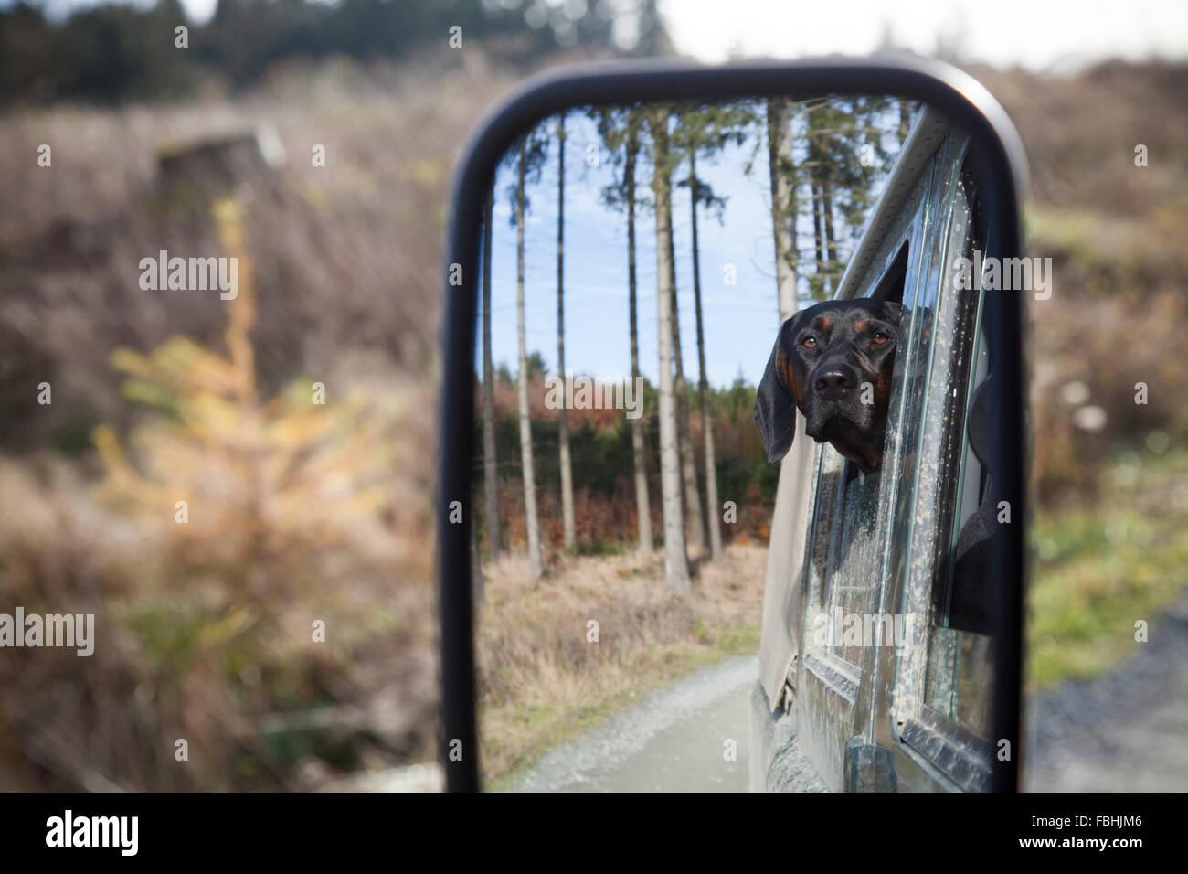 Dog looking in mirror hi-res stock photography and images - Alamy