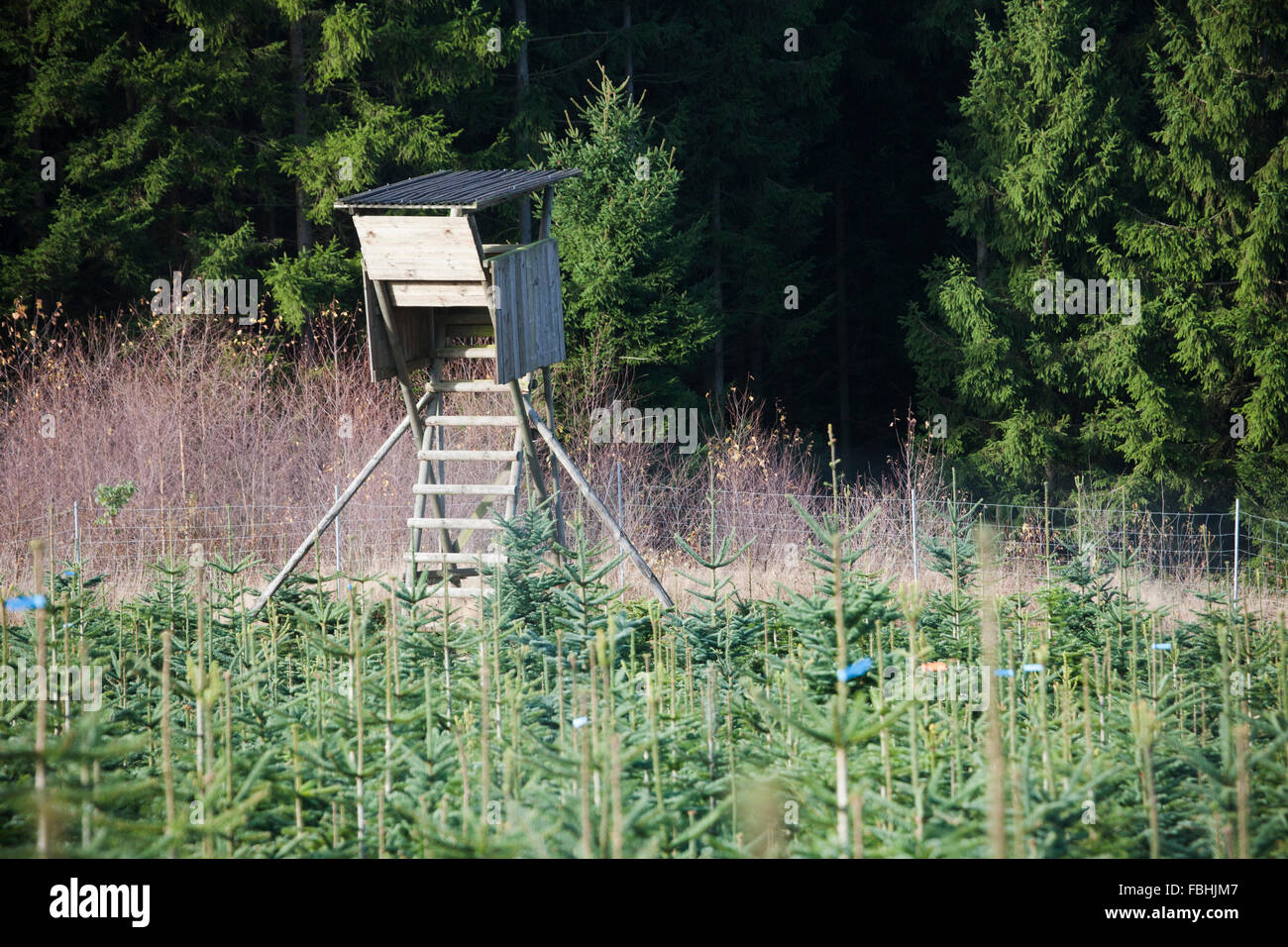 Raised hide in spruce culture in front of a spruce forest Stock Photo ...