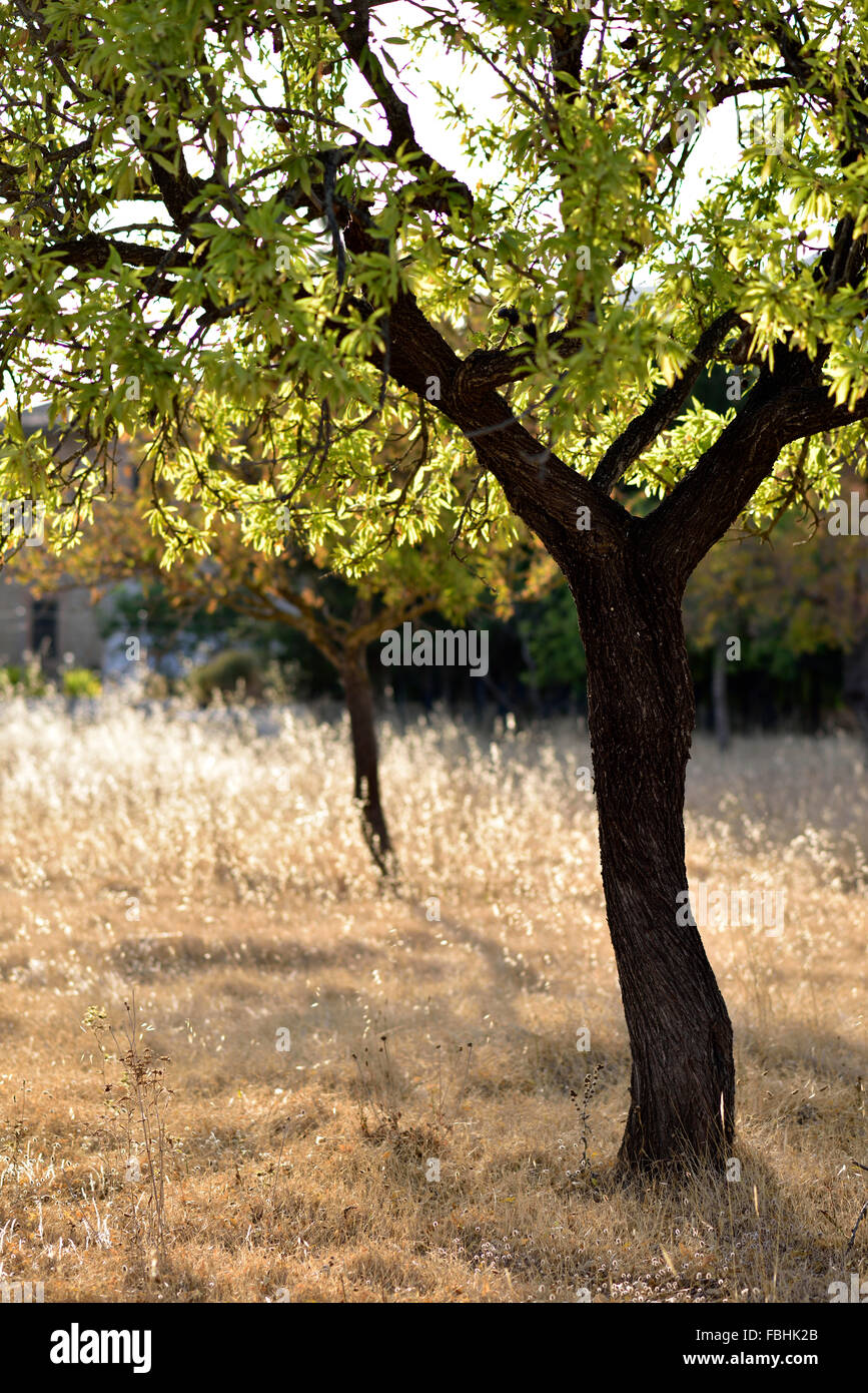 Olive trees on island Majorca, Spain, Europe Stock Photo - Alamy