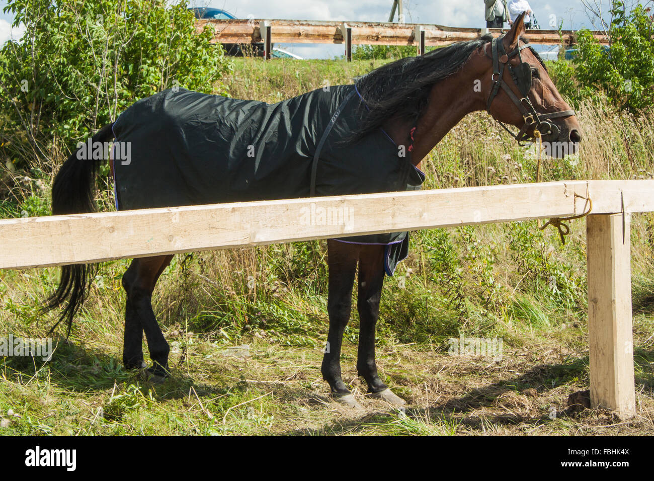 One hourse hi-res stock photography and images - Alamy