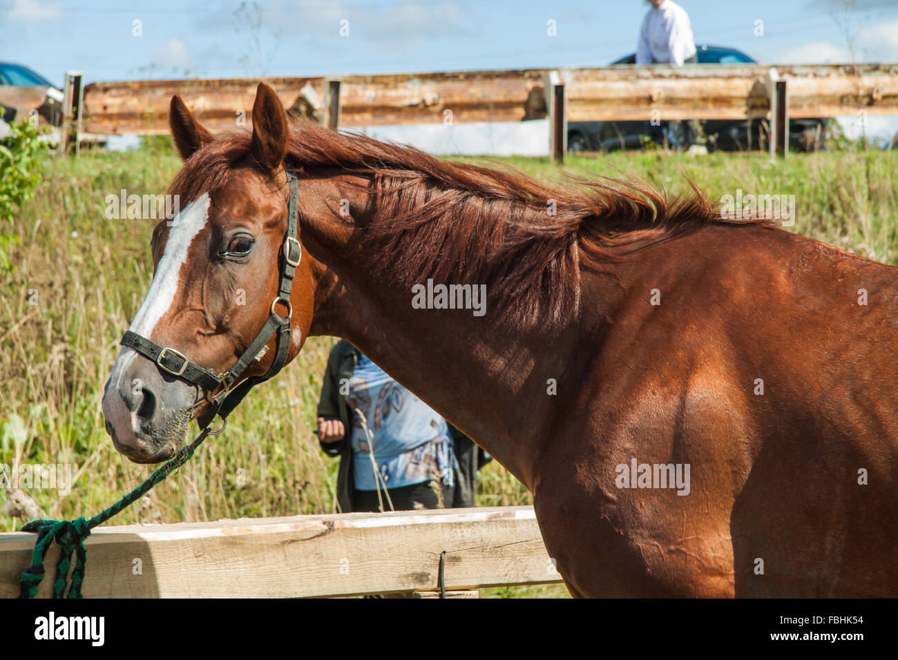 Mountain hourse hi-res stock photography and images - Alamy
