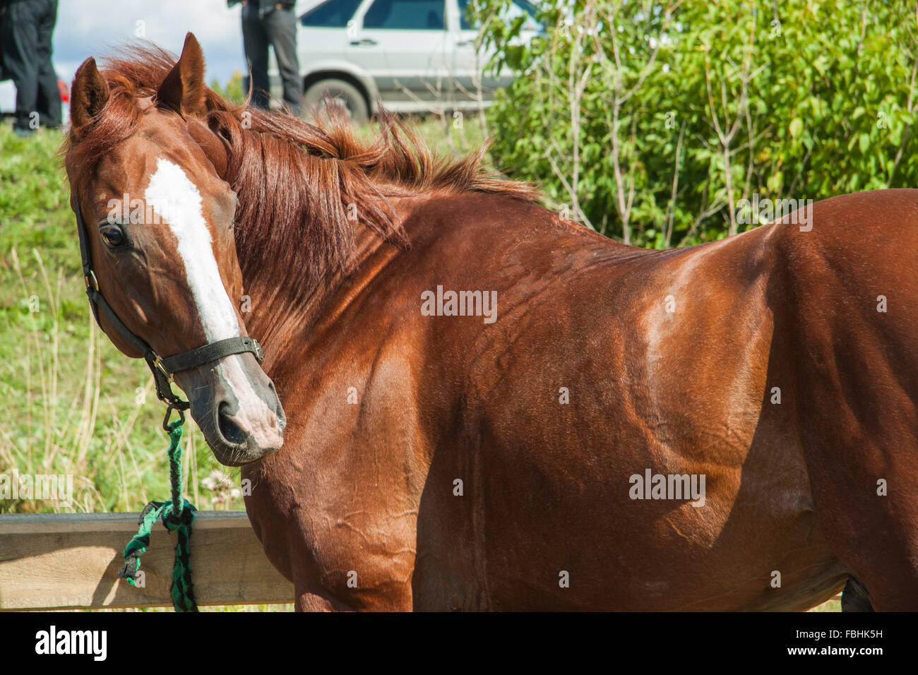 One hourse hi-res stock photography and images - Alamy