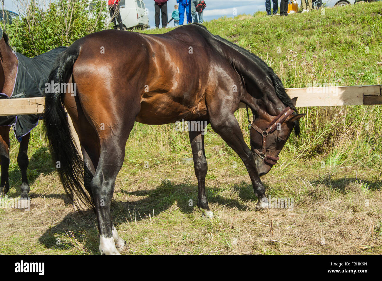 One hourse hi-res stock photography and images - Alamy
