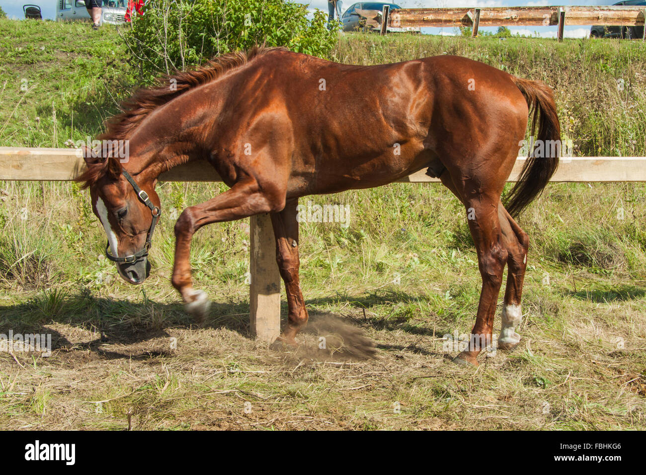Mountain hourse hi-res stock photography and images - Alamy