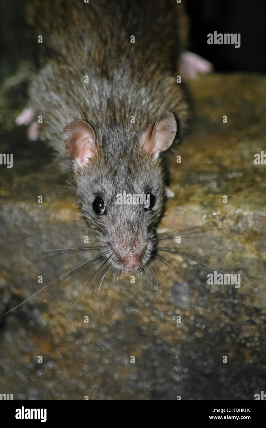 Asiatic house rat Stock Photo - Alamy
