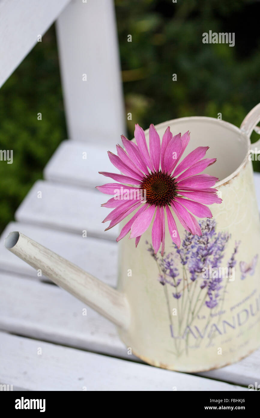 Coneflower blossom in decorative watering can Stock Photo - Alamy