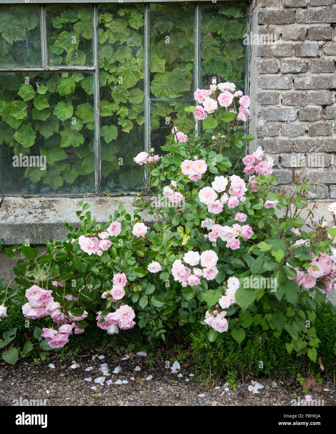 Old Blush Climbing Rose Rose, Climbing, William Baffin, Climbing