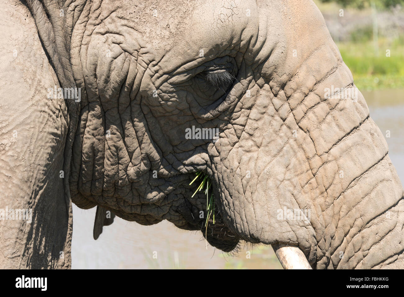 African elephant location hi-res stock photography and images - Alamy