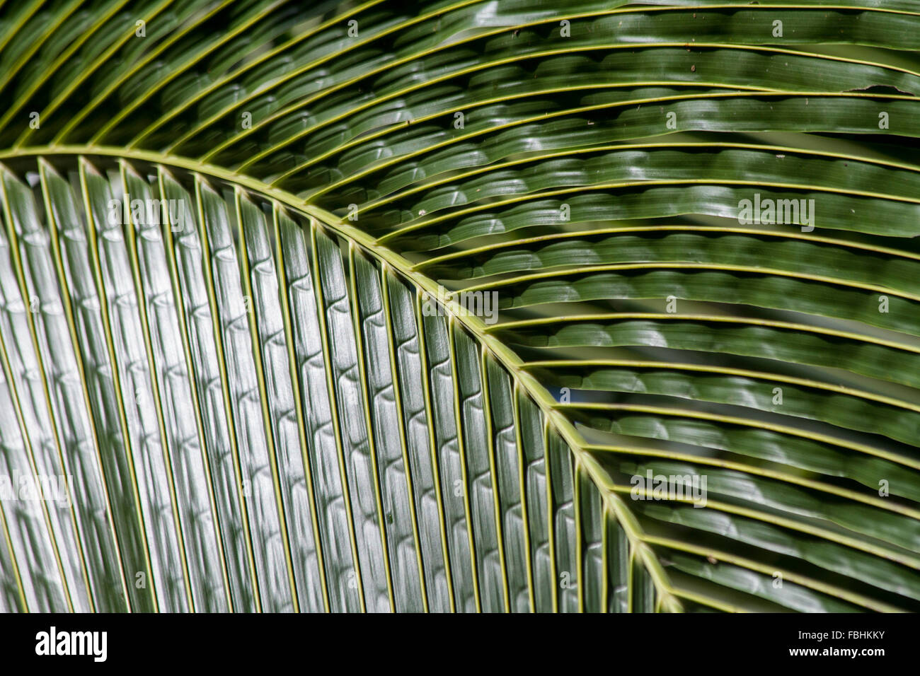 Palm structure hi-res stock photography and images - Alamy