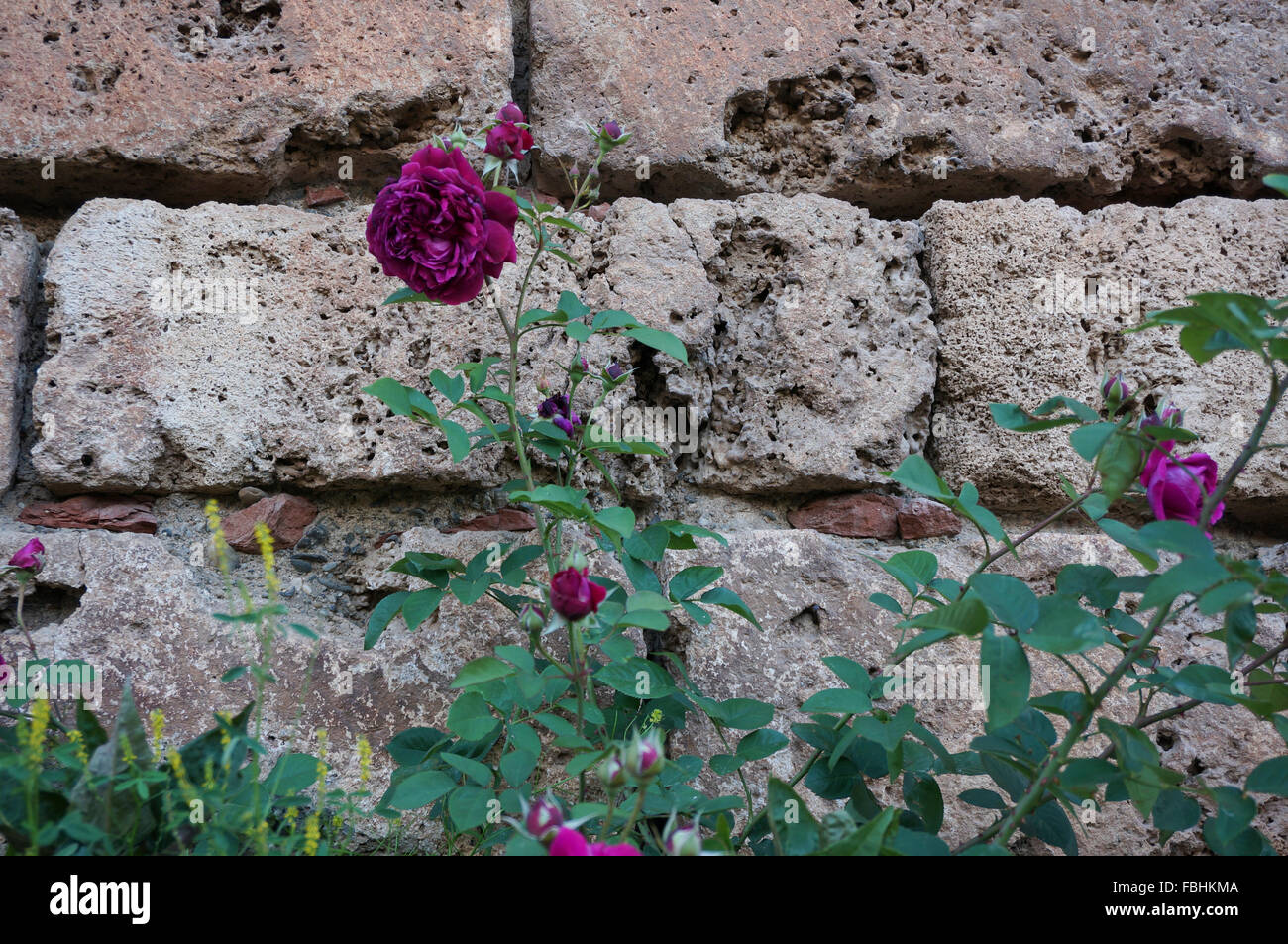 Roses at the Alhambra wall Stock Photo - Alamy