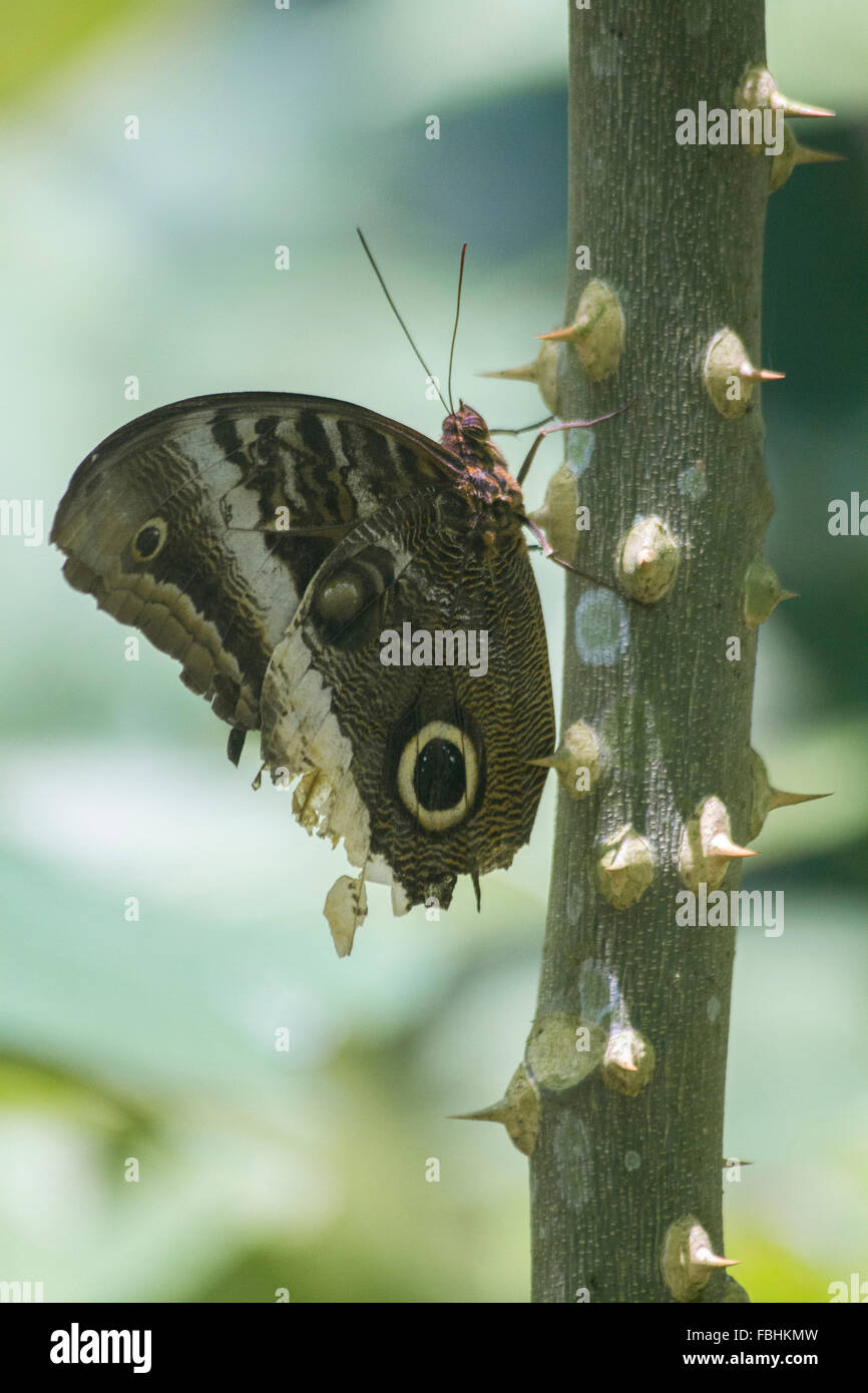 Butterfly on bramble Stock Photo - Alamy