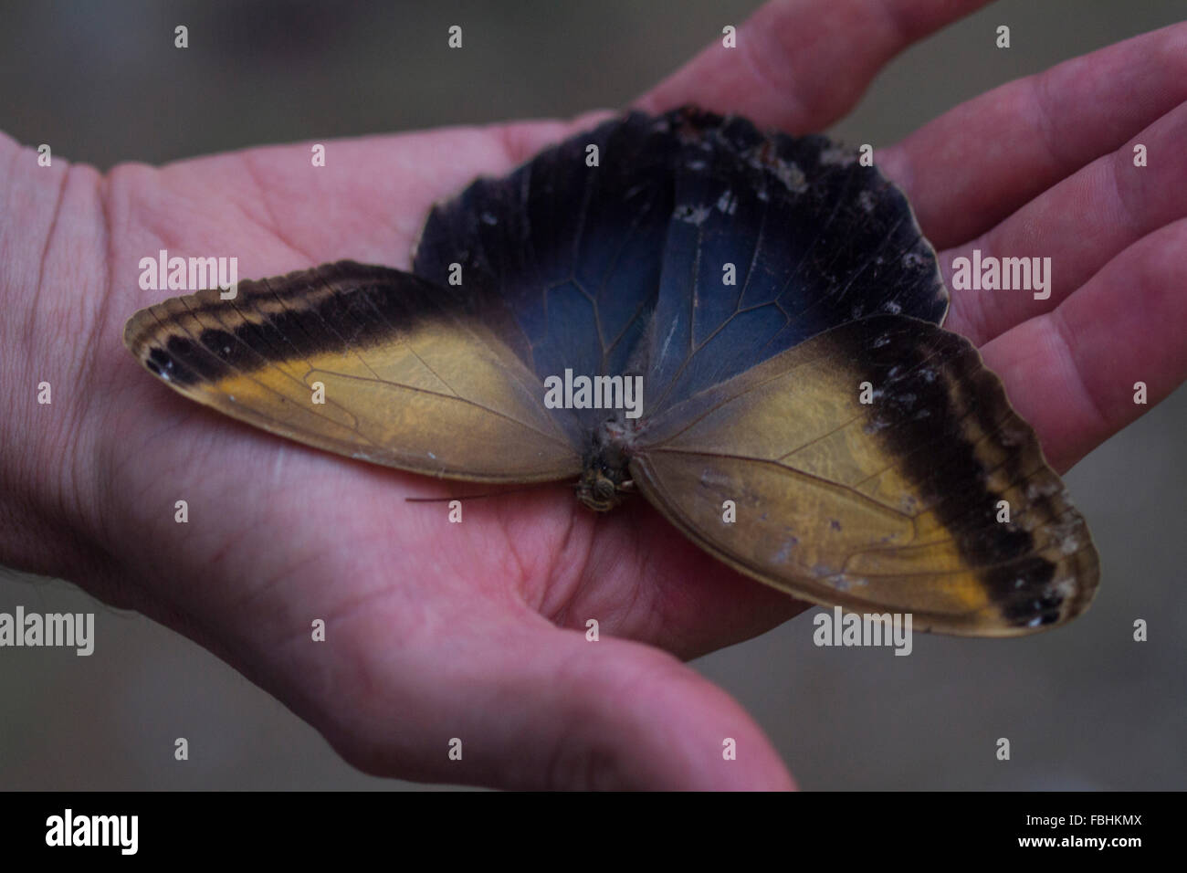 Butterfly in the hand Stock Photo - Alamy