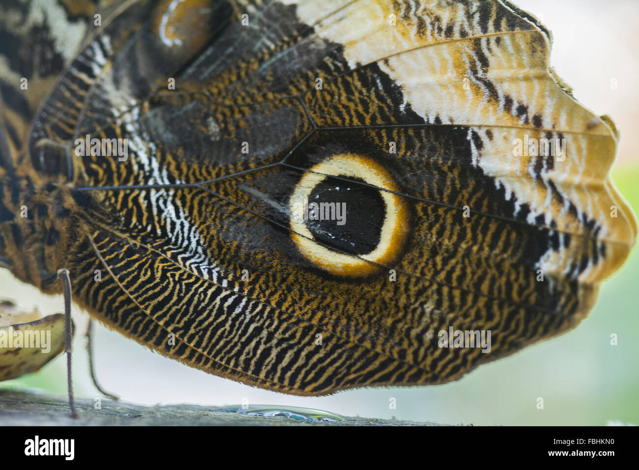 Butterfly wing in close-up Stock Photo - Alamy