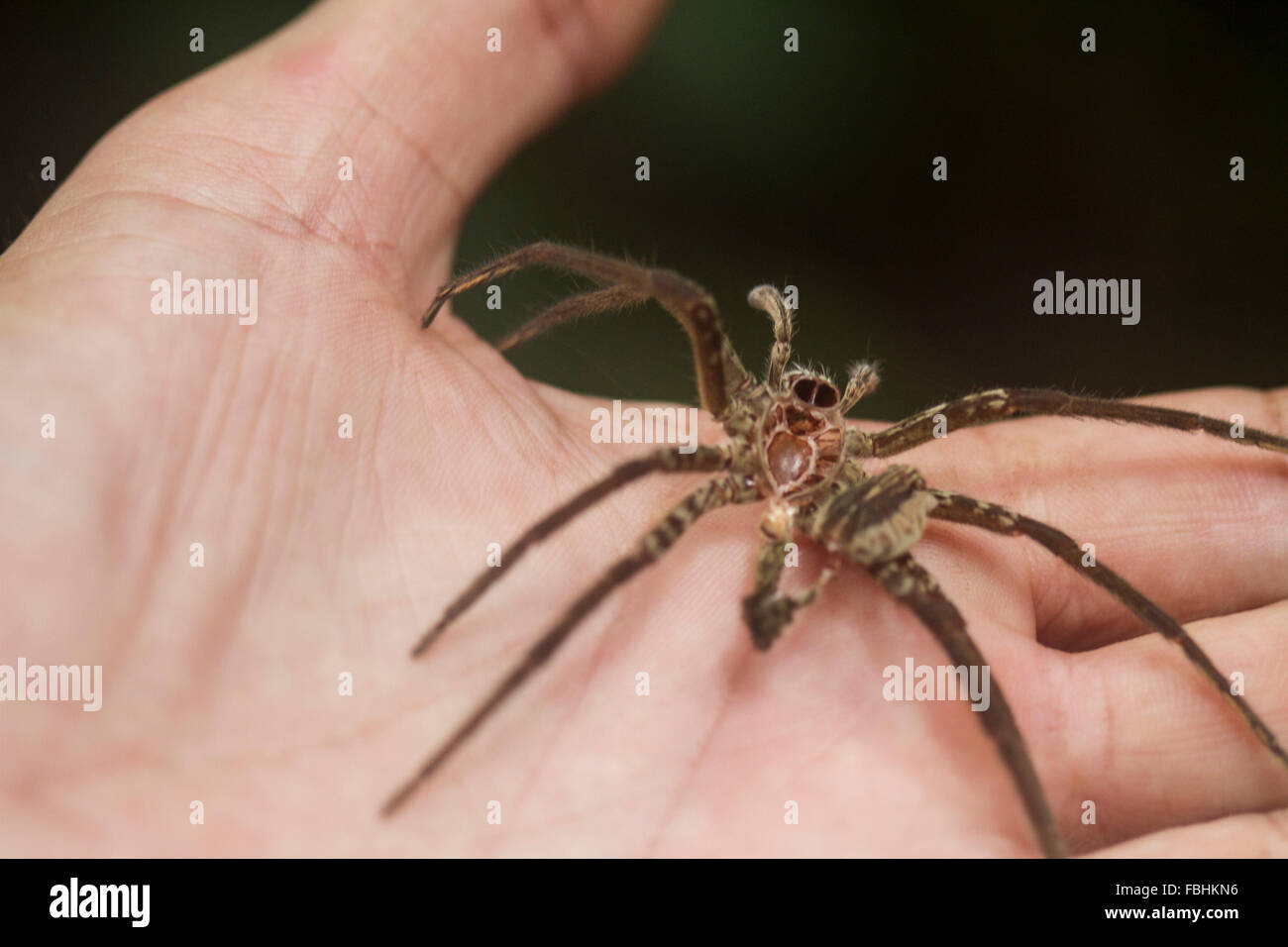 Spider Shell High Resolution Stock Photography and Images - Alamy