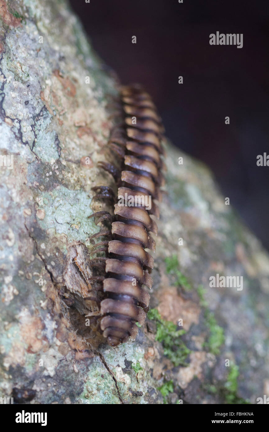 Costa rica millipede hi-res stock photography and images - Alamy