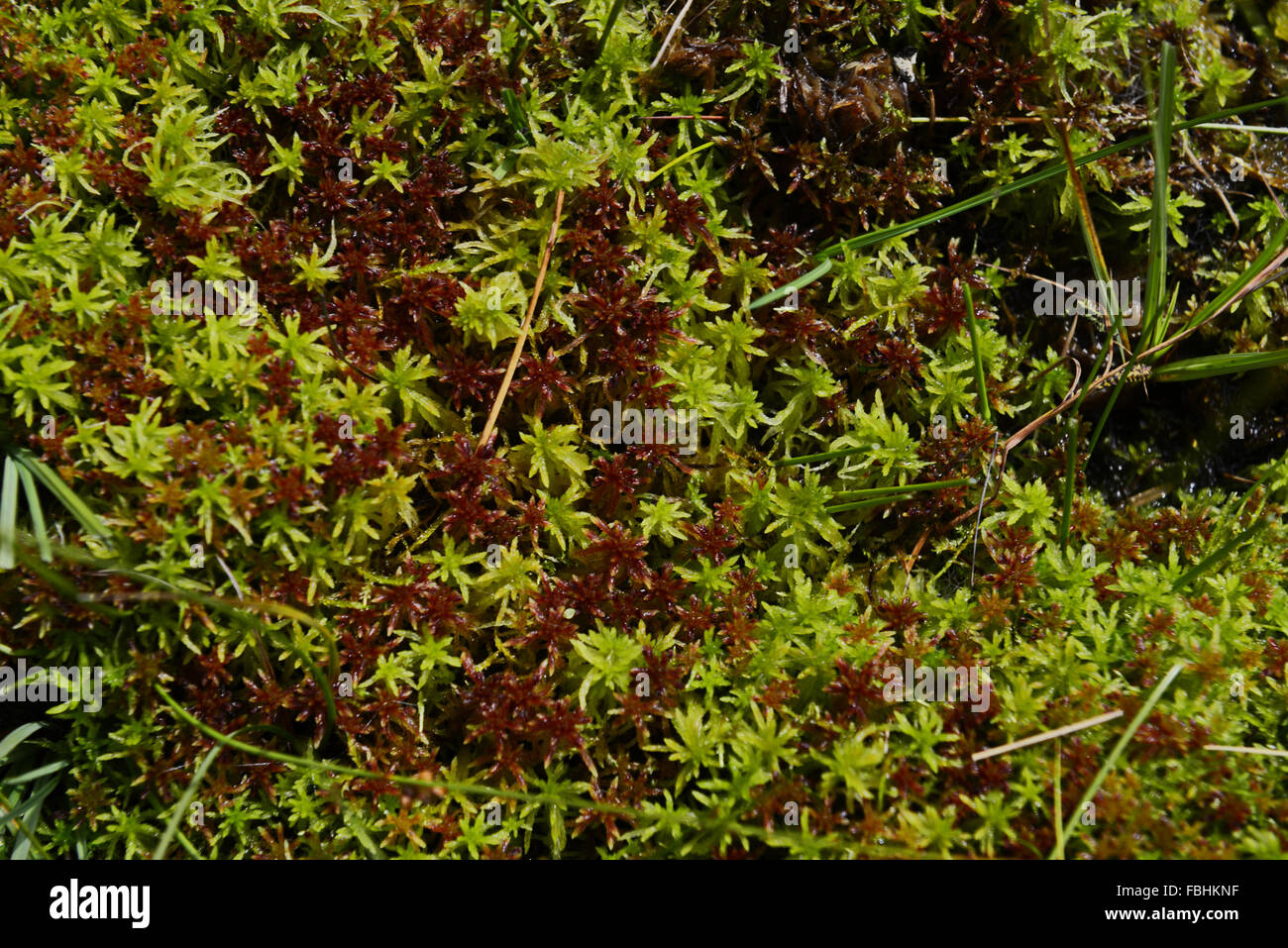 Magellanicum hi-res stock photography and images - Alamy