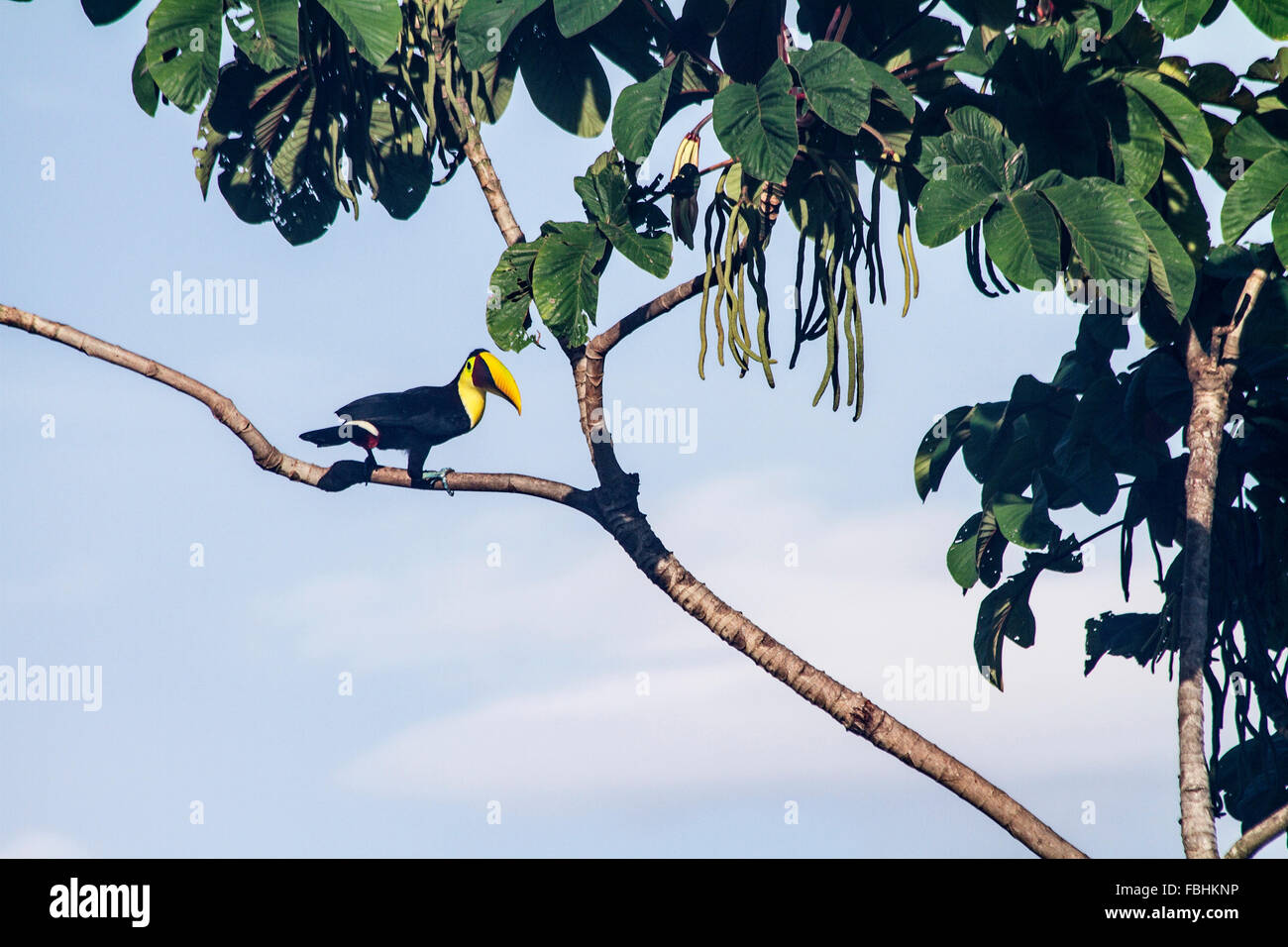 Toucan in the tree Stock Photo - Alamy