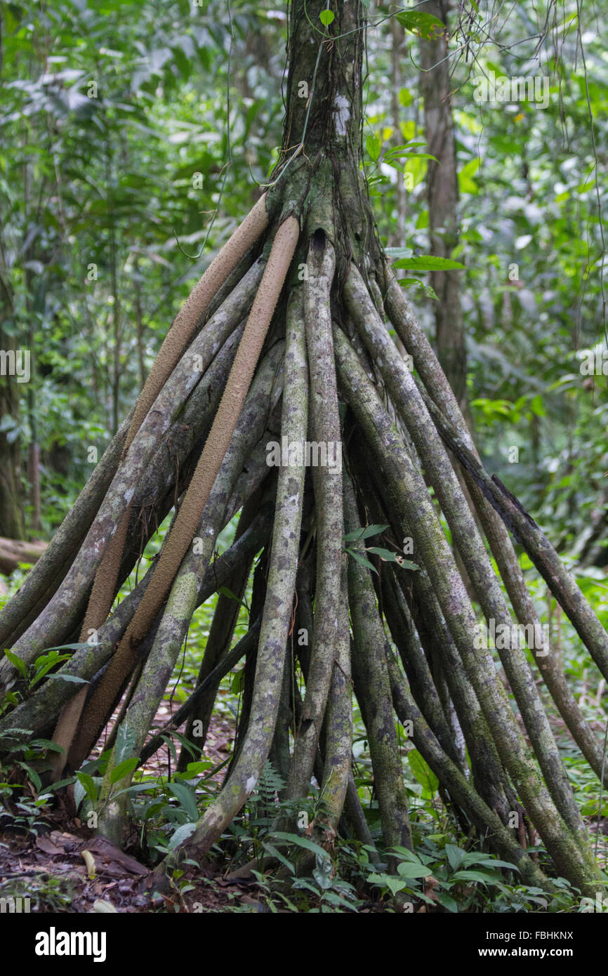 Socratea hi-res stock photography and images - Alamy