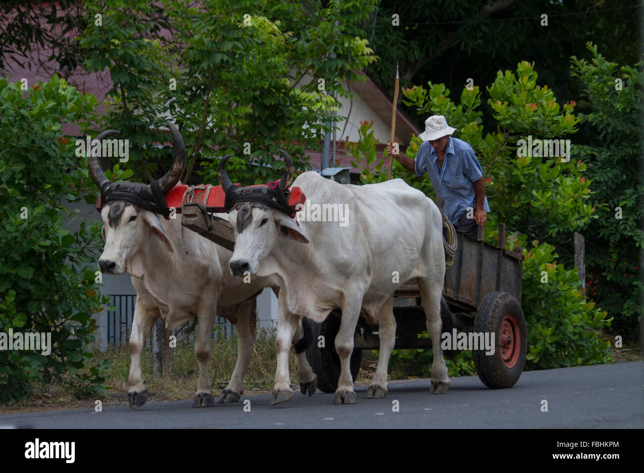 Zebu cattle hi-res stock photography and images - Alamy