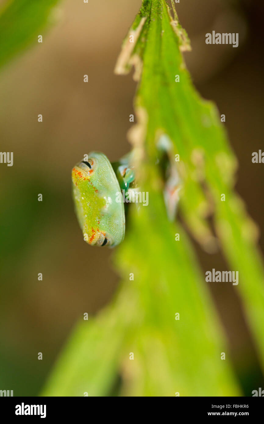 sleeping red-eyed frog Stock Photo - Alamy