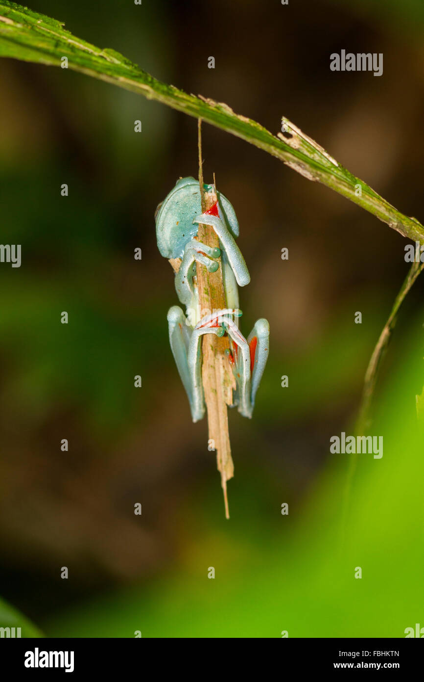 sleeping red-eyed frog Stock Photo - Alamy