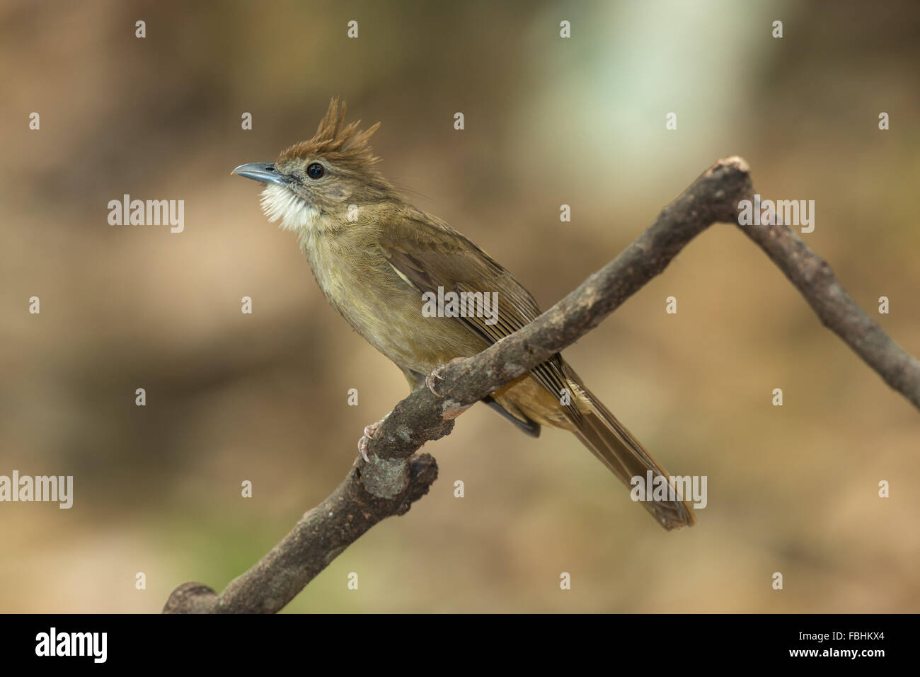 Ochraceous Bulbul (Alophoixus ochraceus) in Kaeng Krachan National Park ...