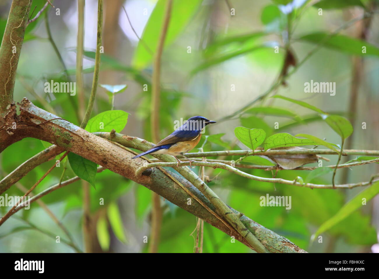 Chinese Blue Flycatcher (Cyornis glaucicomans) in Thailand Stock Photo ...
