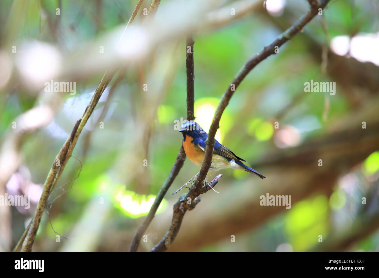 Chinese Blue Flycatcher (Cyornis glaucicomans) in Thailand Stock Photo ...