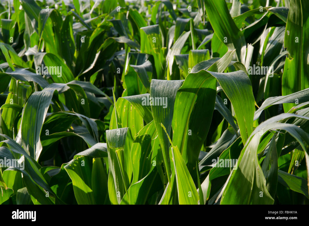 A close up of young corn stalks growing in a field in summer in ...