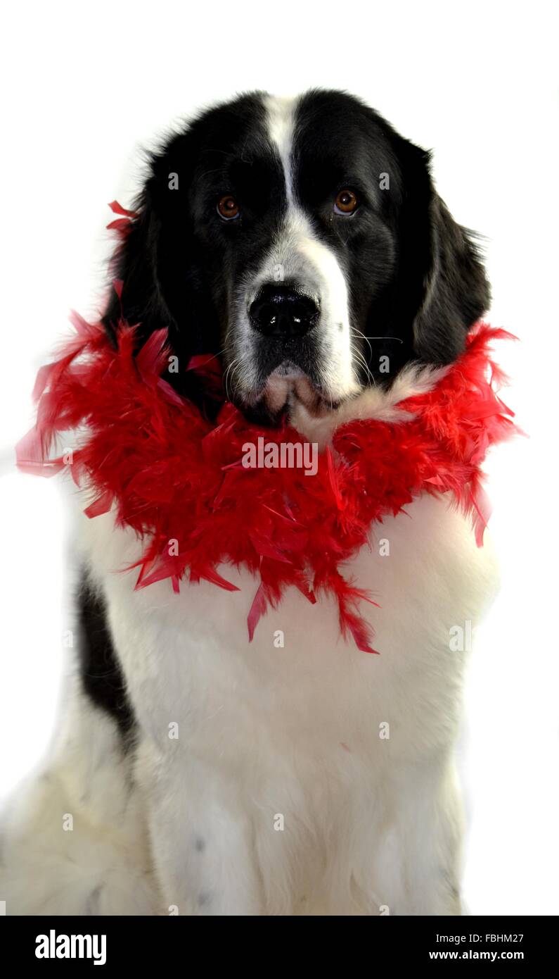 Chien landseer chiot hi-res stock photography and images - Alamy