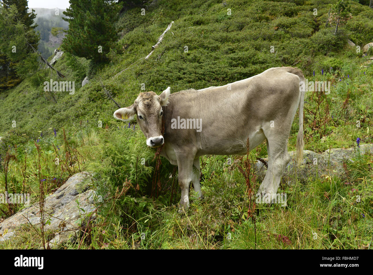 Cow on Alpine meadow Stock Photo - Alamy