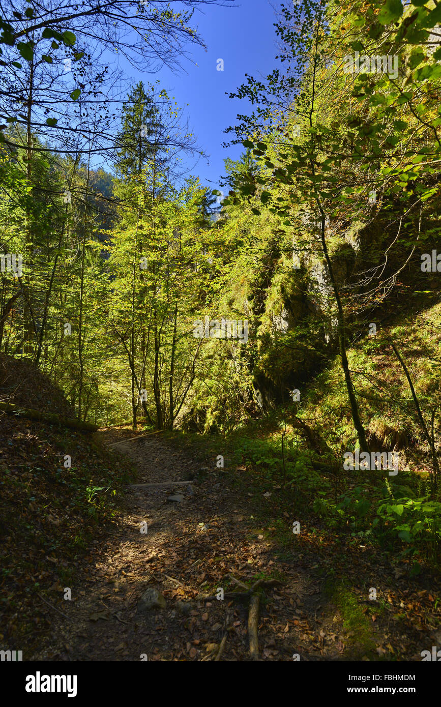 shady forest path to Ettenberg Stock Photo - Alamy