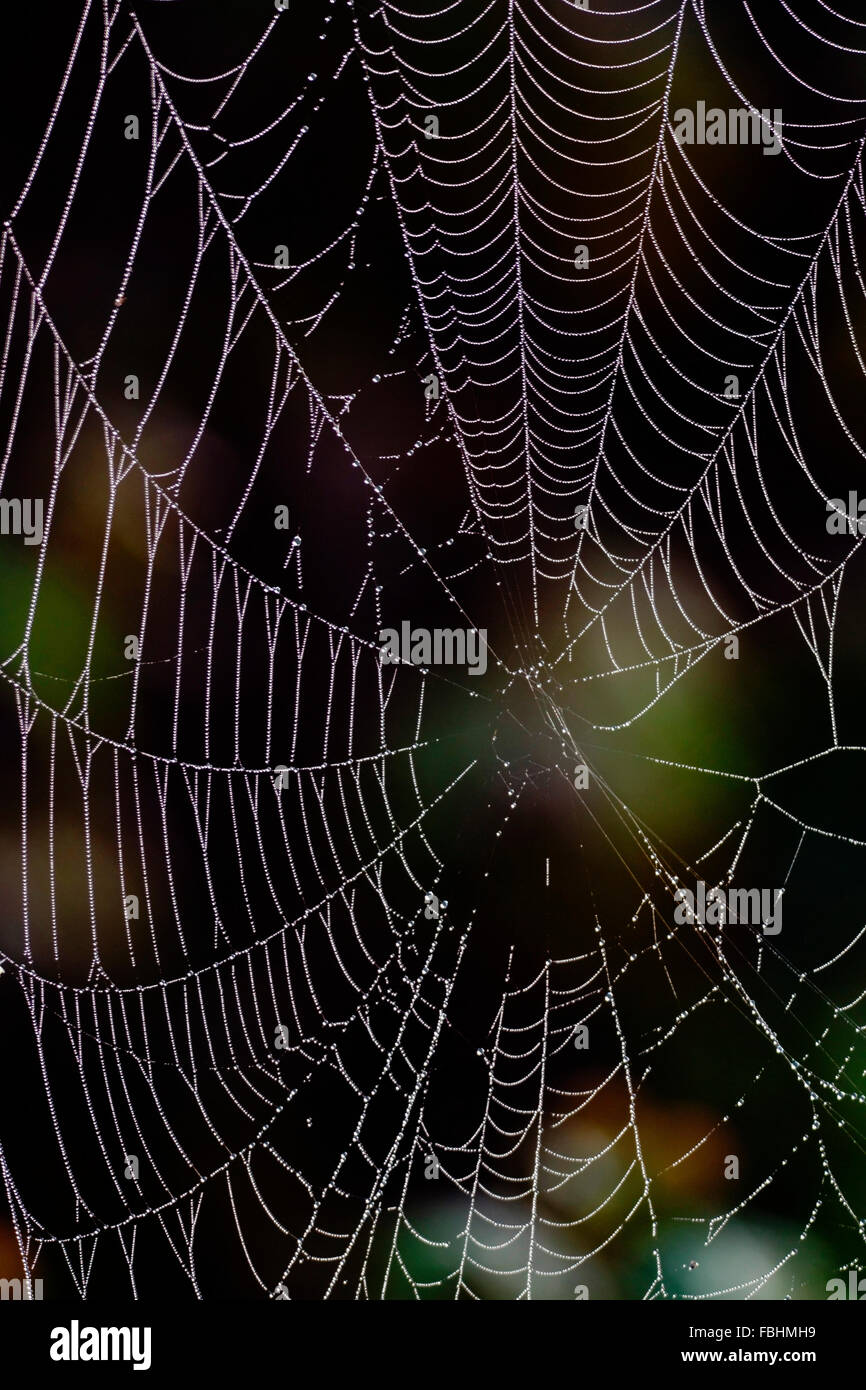 Spider's web suspended in weeds by a marsh with morning dew on the web ...