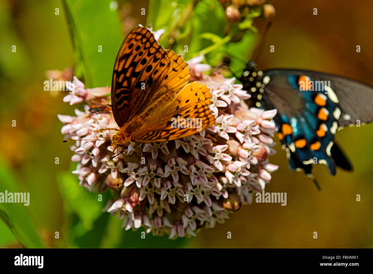 Orange butterfly with black spots hi-res stock photography and images ...