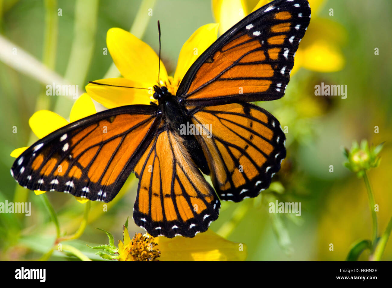 Monarch butterfly on a yellow wild flower Stock Photo - Alamy
