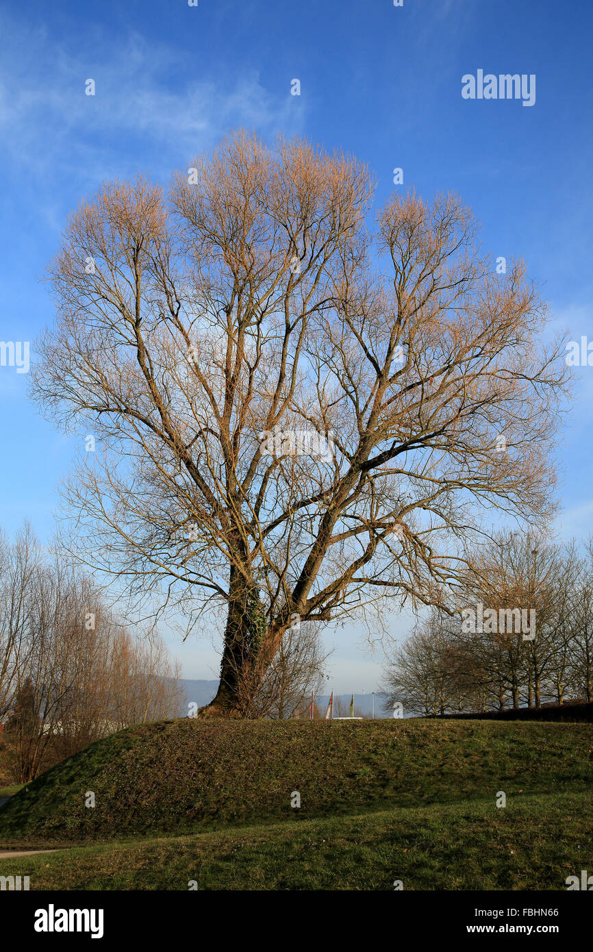 Silver poplar in winter hi-res stock photography and images - Alamy