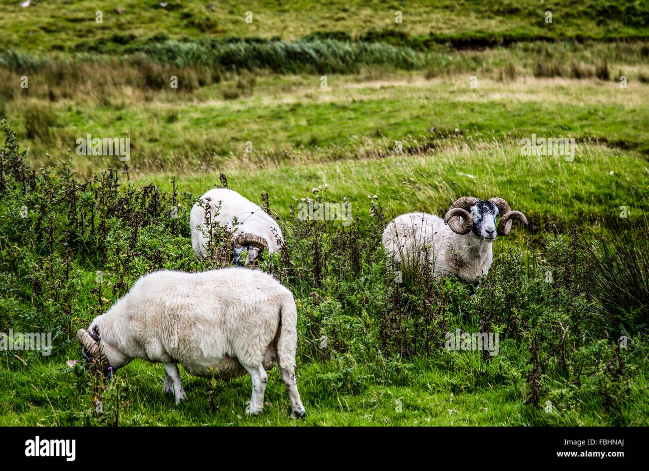 Highland sheep scotland horns hi-res stock photography and images - Alamy
